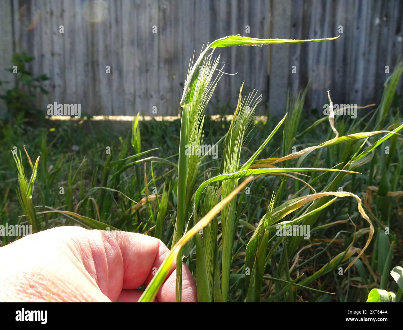 wall barley (Hordeum murinum) Plantae Stock Photo - Alamy