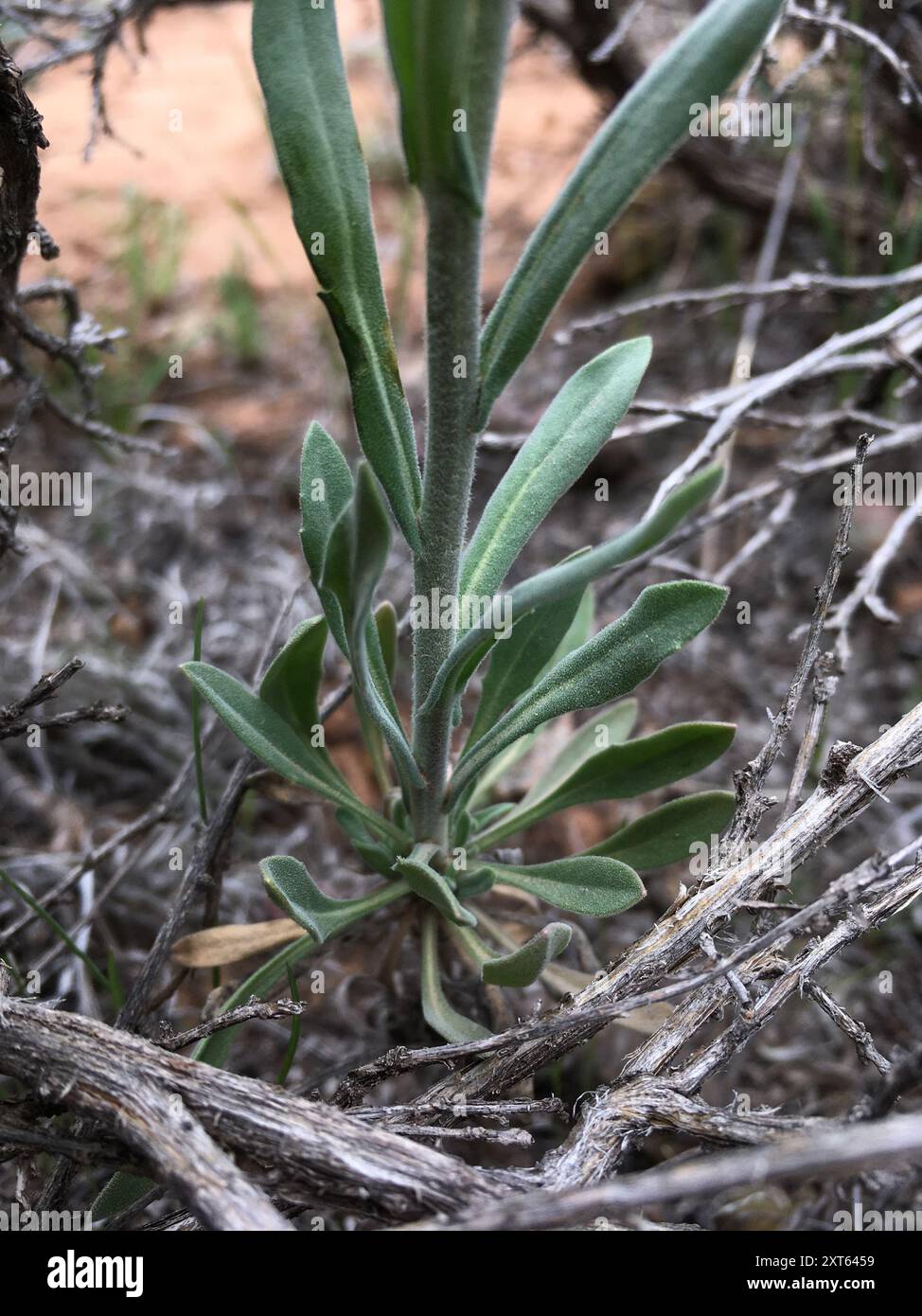 (Boechera consanguinea) Plantae Stock Photo - Alamy