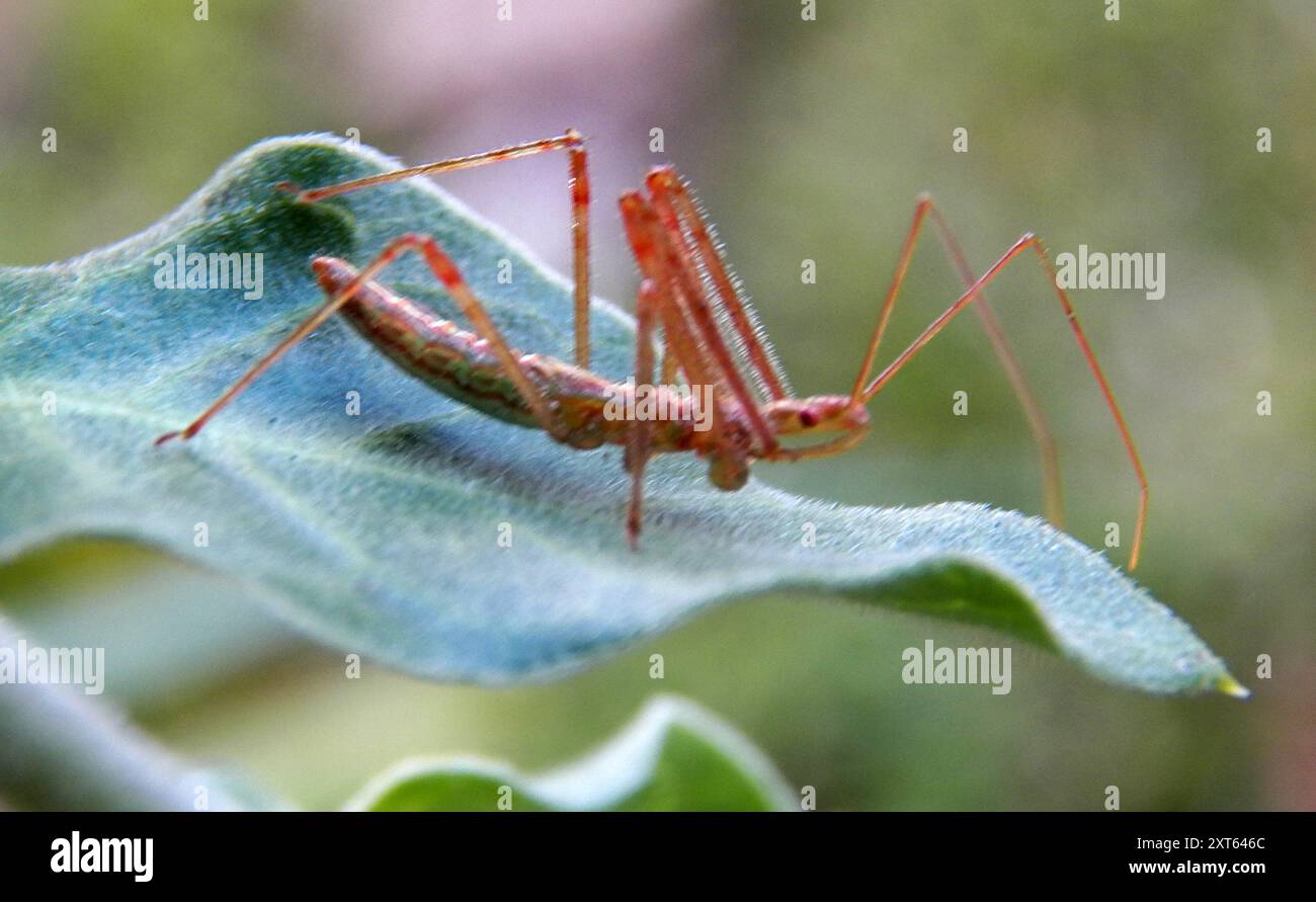 Assassin Bugs (Reduviidae) Insecta Stock Photo - Alamy