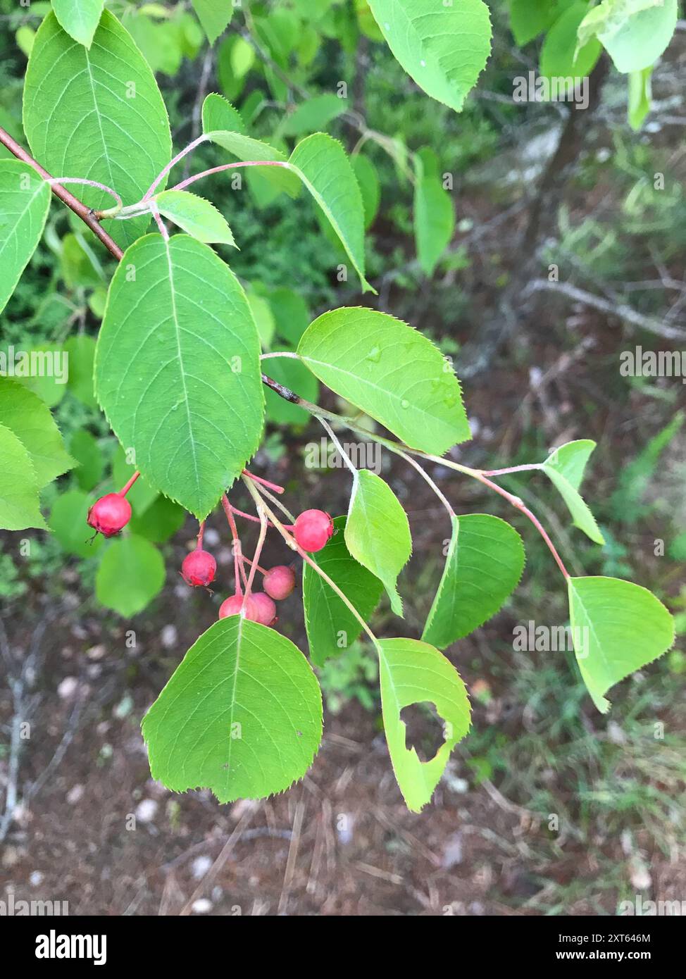 common serviceberry (Amelanchier arborea) Plantae Stock Photo - Alamy
