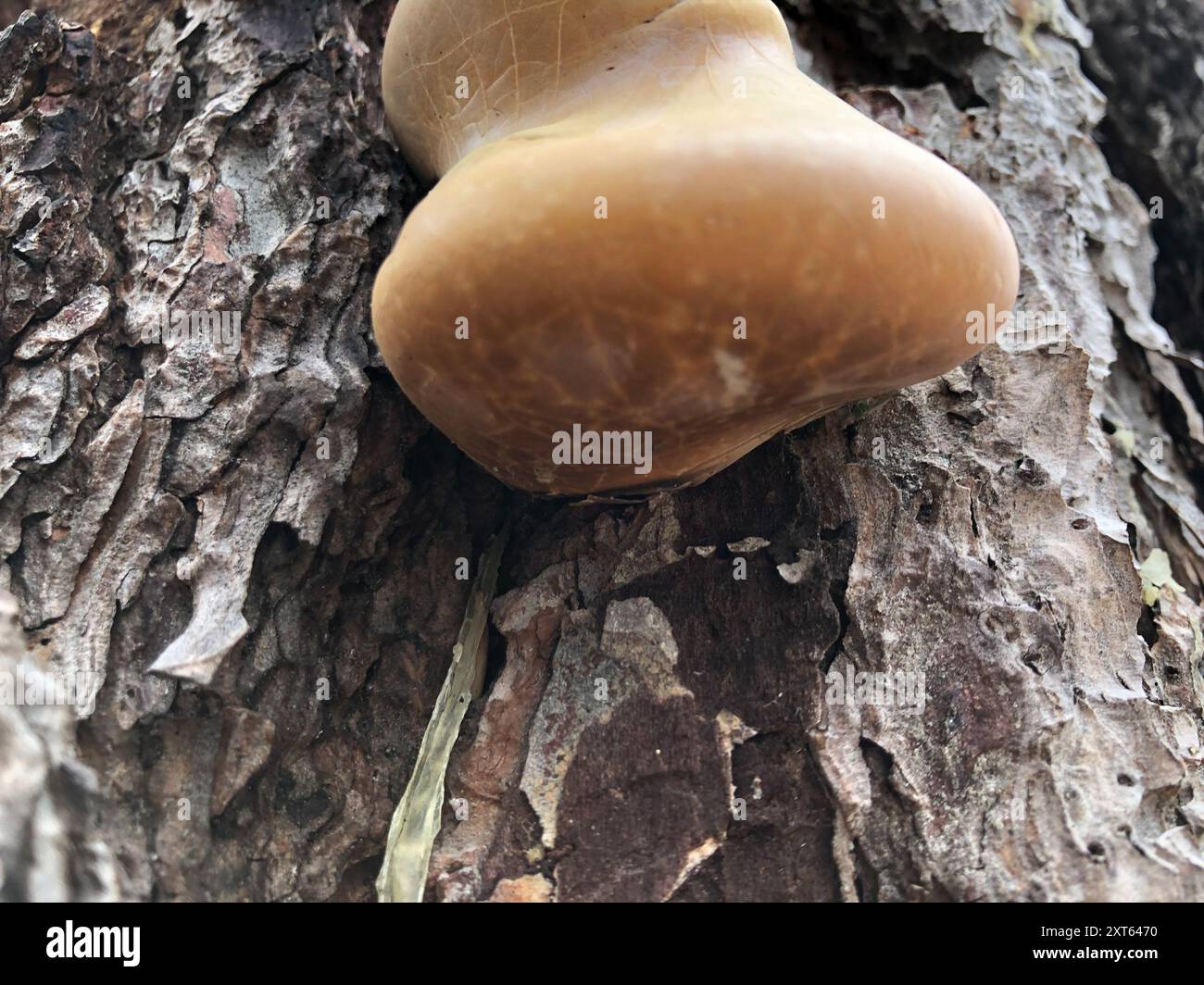 Veiled Polypore (Cryptoporus volvatus) Fungi Stock Photo - Alamy