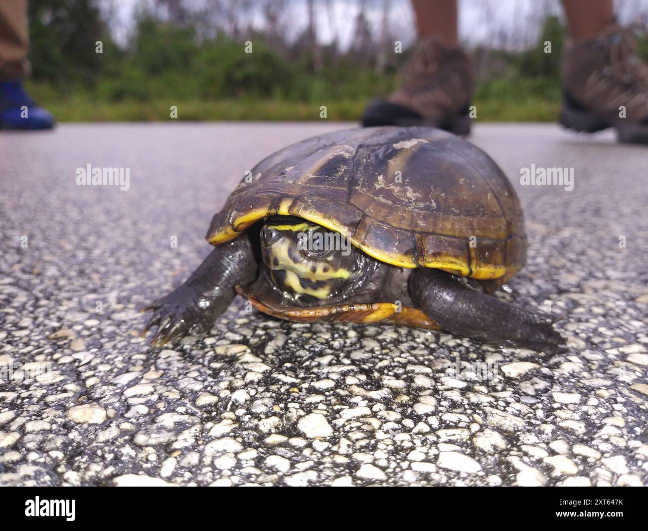 Striped Mud Turtle (Kinosternon baurii) Reptilia Stock Photo - Alamy