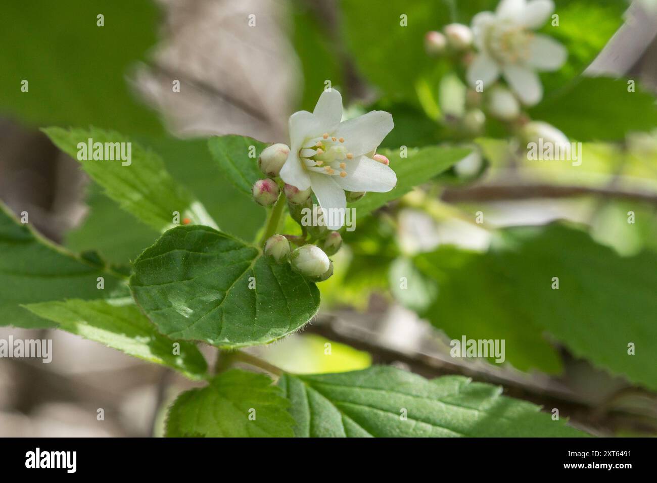 fivepetal cliffbush (Jamesia americana) Plantae Stock Photo - Alamy