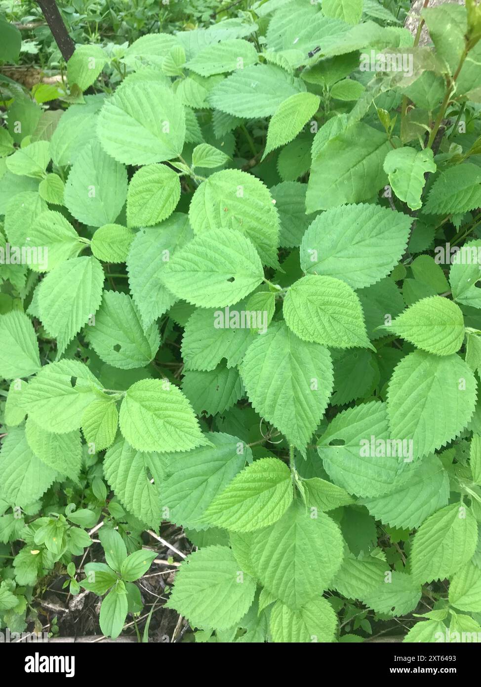 wood nettle (Laportea canadensis) Plantae Stock Photo - Alamy