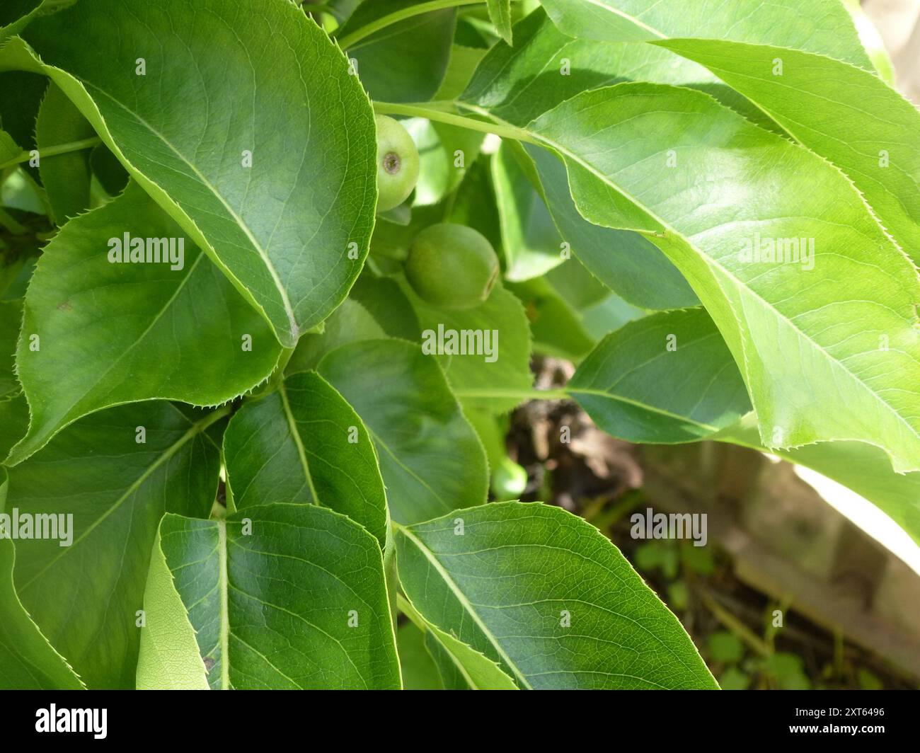 Callery pear (Pyrus calleryana) Plantae Stock Photo - Alamy