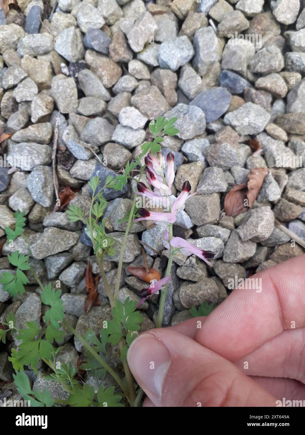 Common Fumitory (Fumaria officinalis) Plantae Stock Photo - Alamy