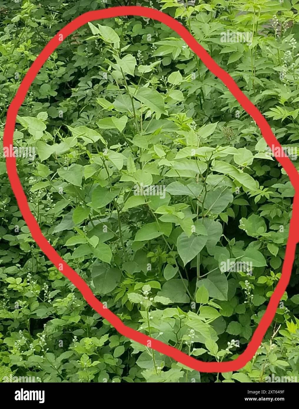 Bohemian Knotweed (Reynoutria × bohemica) Plantae Stock Photo - Alamy