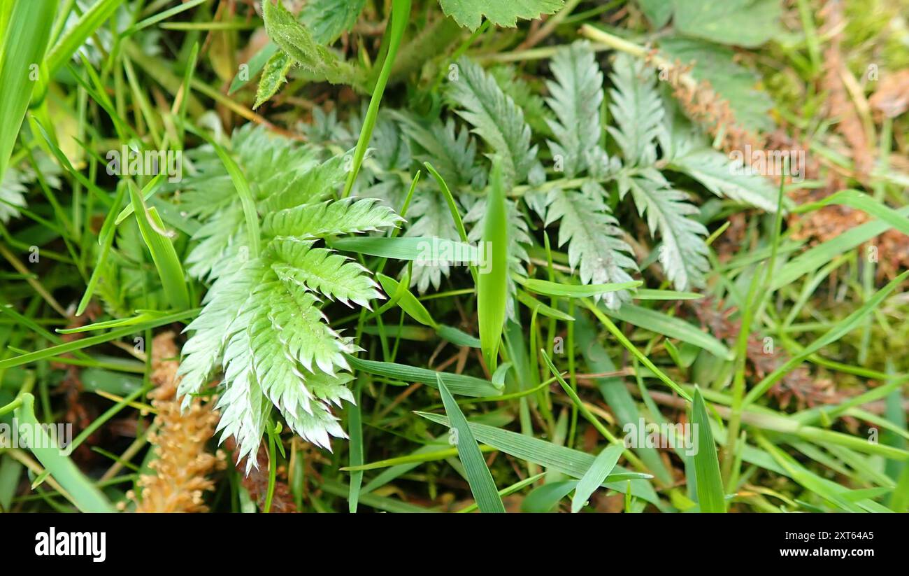 common silverweed (Argentina anserina) Plantae Stock Photo - Alamy