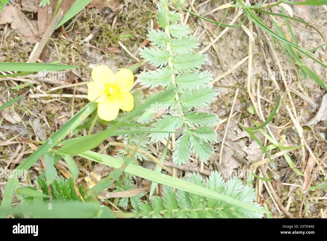 common silverweed (Argentina anserina) Plantae Stock Photo - Alamy