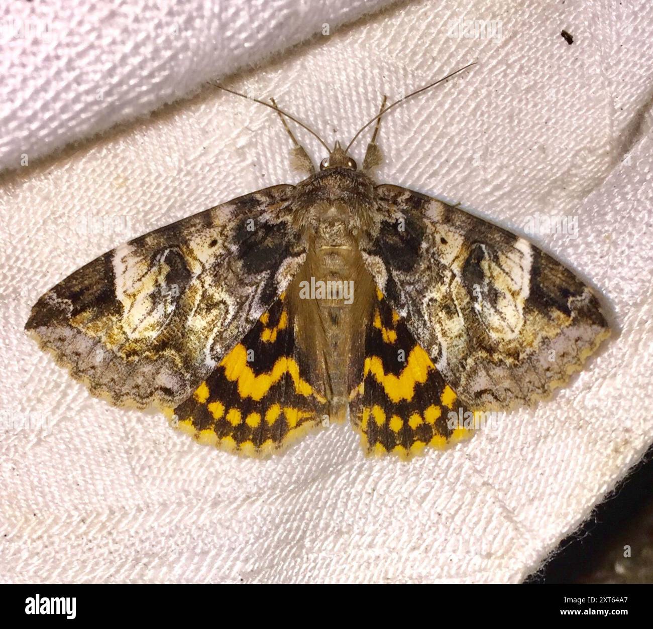 Locust Underwing (Euparthenos nubilis) Insecta Stock Photo - Alamy