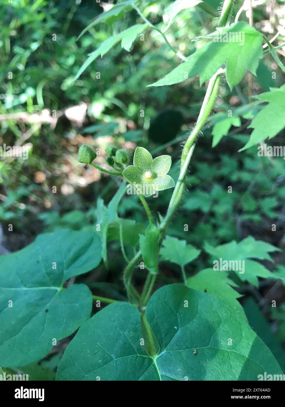 Pearl Milkweed (Matelea reticulata) Plantae Stock Photo - Alamy