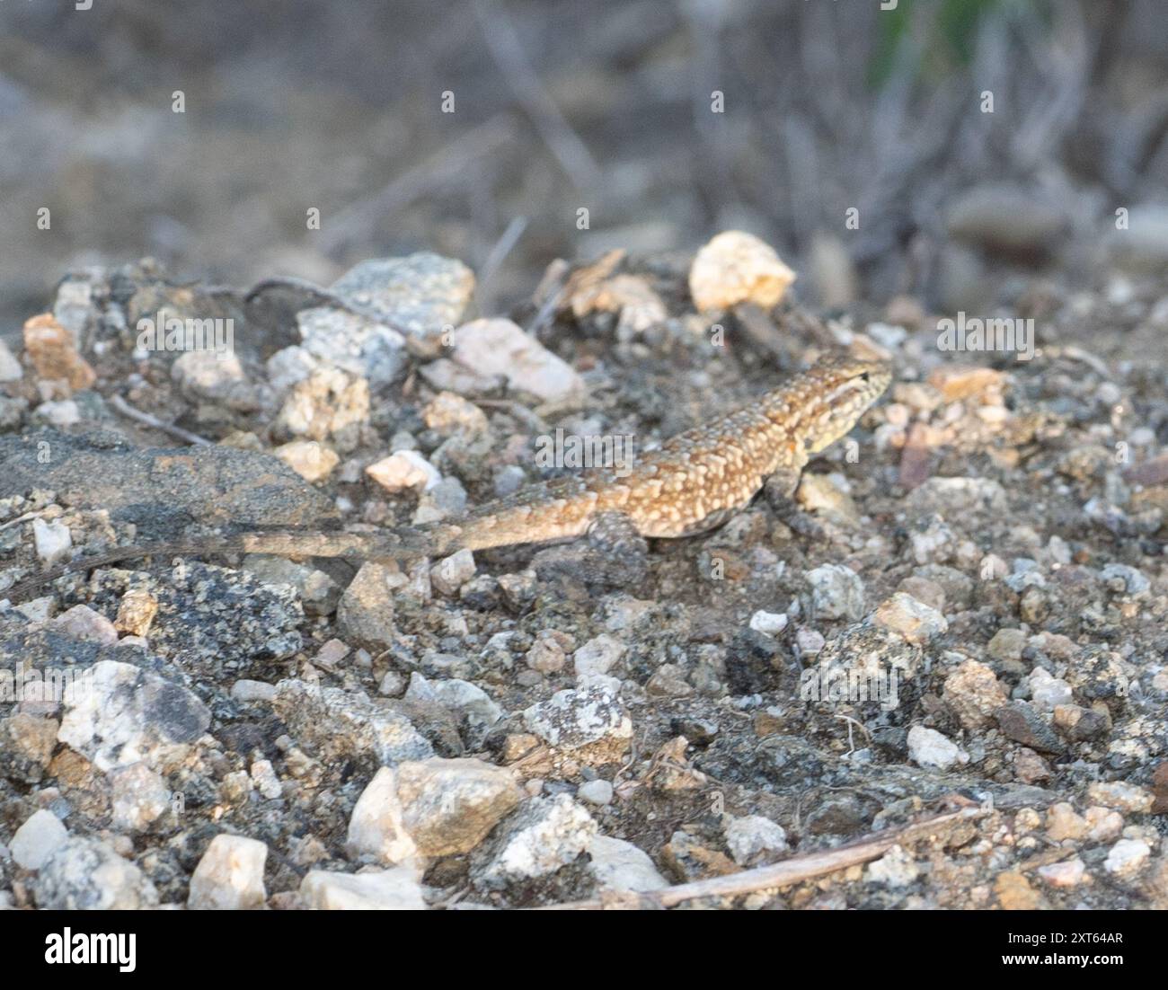 Common Side-blotched Lizard (Uta stansburiana) Reptilia Stock Photo - Alamy