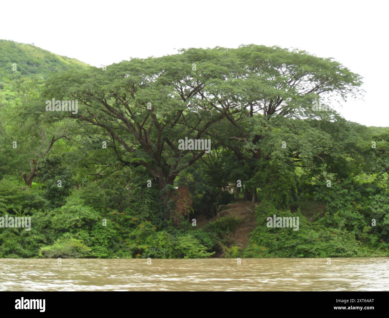 elephant ear tree (Enterolobium cyclocarpum) Plantae Stock Photo - Alamy