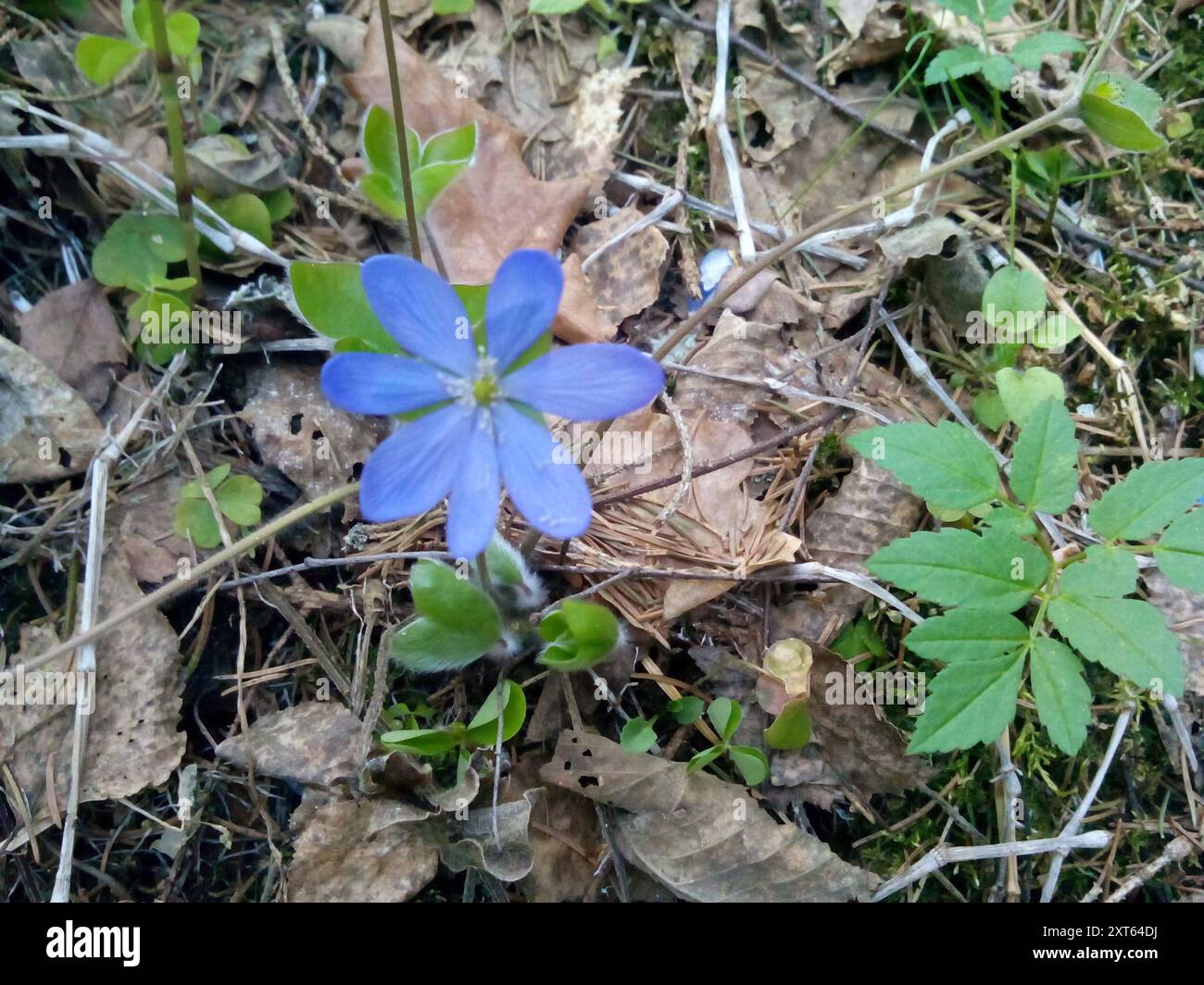 Liverleaf (Hepatica nobilis) Plantae Stock Photo - Alamy