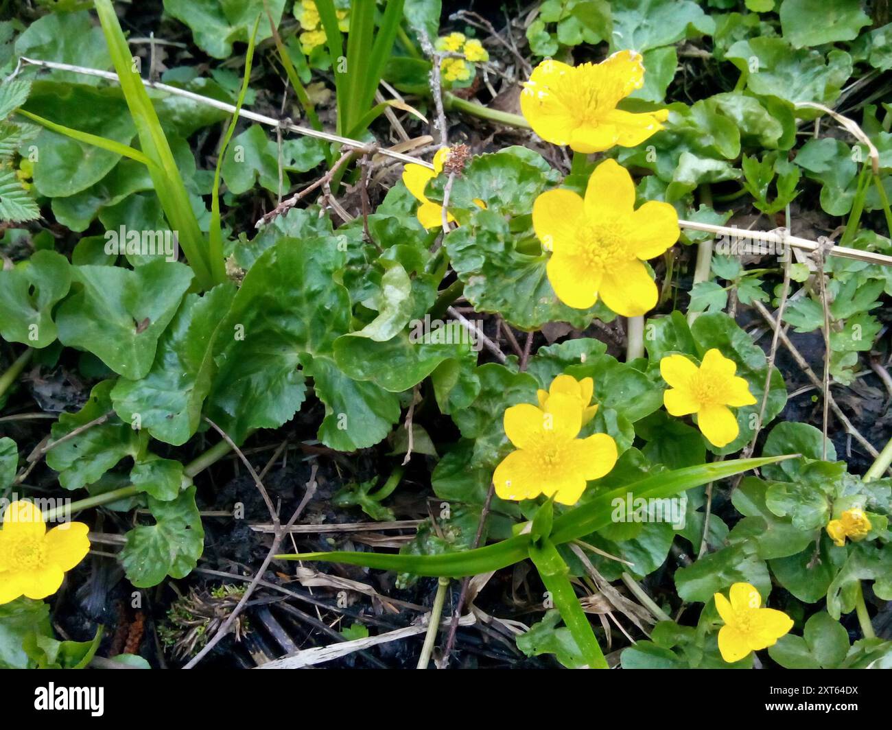 marsh marigold (Caltha palustris) Plantae Stock Photo - Alamy