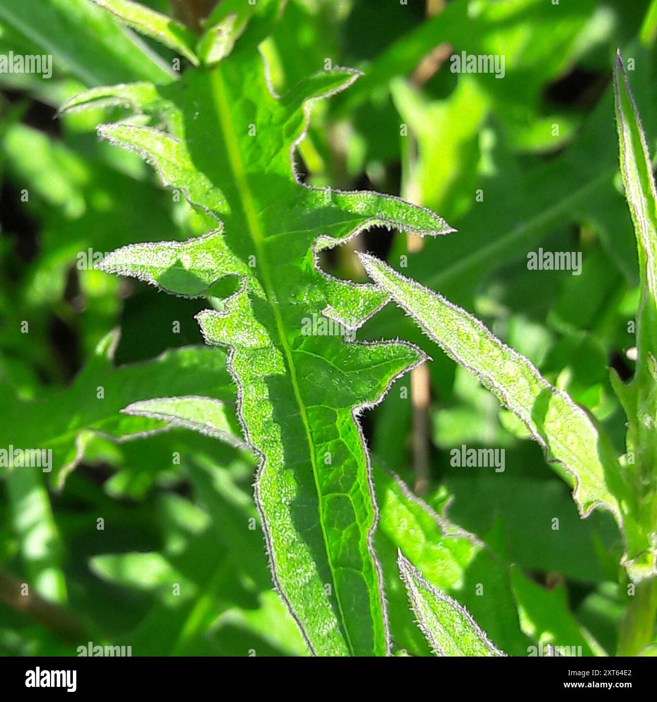 chicory (Cichorium intybus) Plantae Stock Photo - Alamy