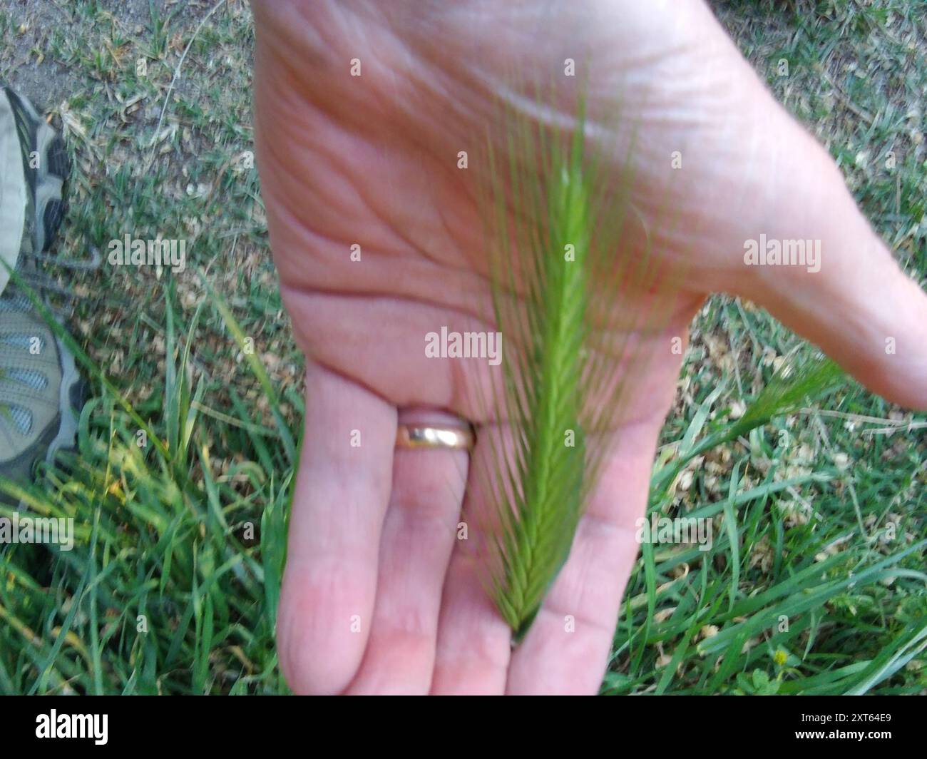 wall barley (Hordeum murinum) Plantae Stock Photo - Alamy