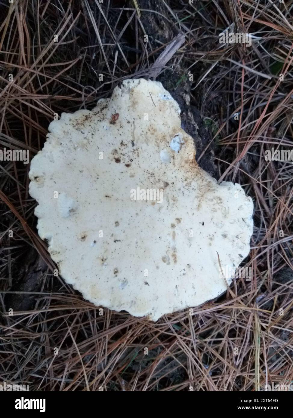 Funnels (Clitocybe) Fungi Stock Photo - Alamy