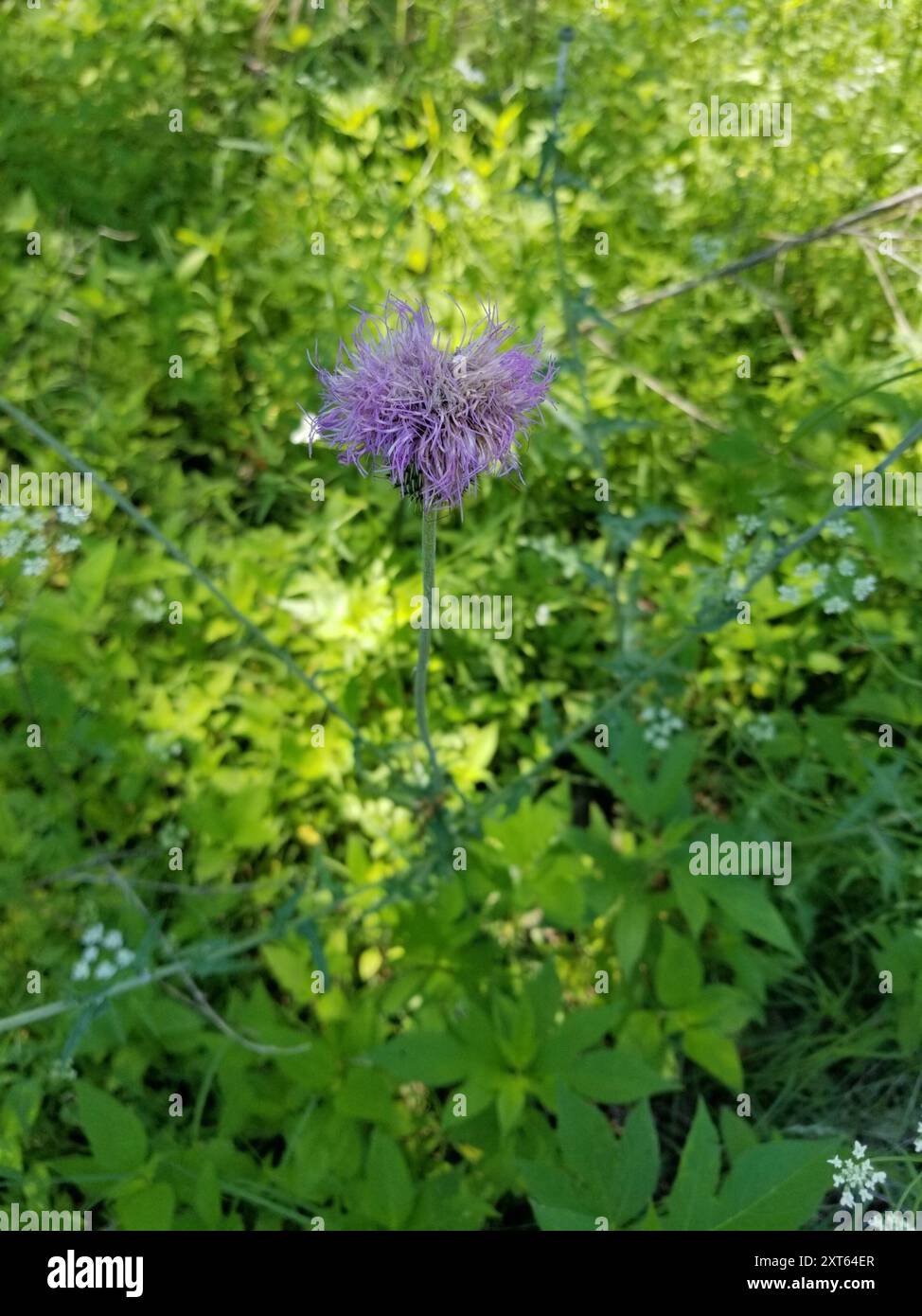 Texas Thistle (Cirsium texanum) Plantae Stock Photo - Alamy