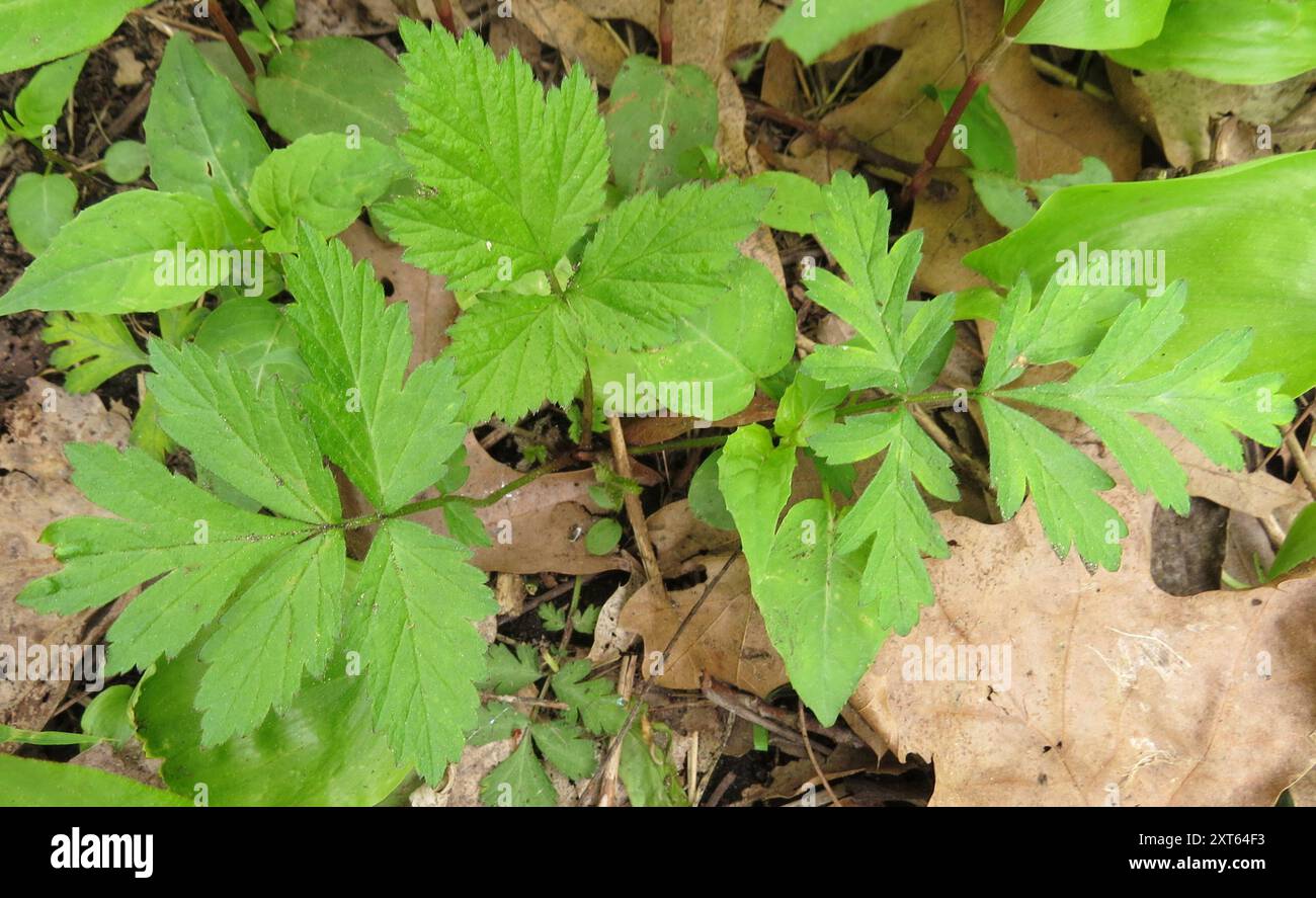 white avens (Geum canadense) Plantae Stock Photo - Alamy