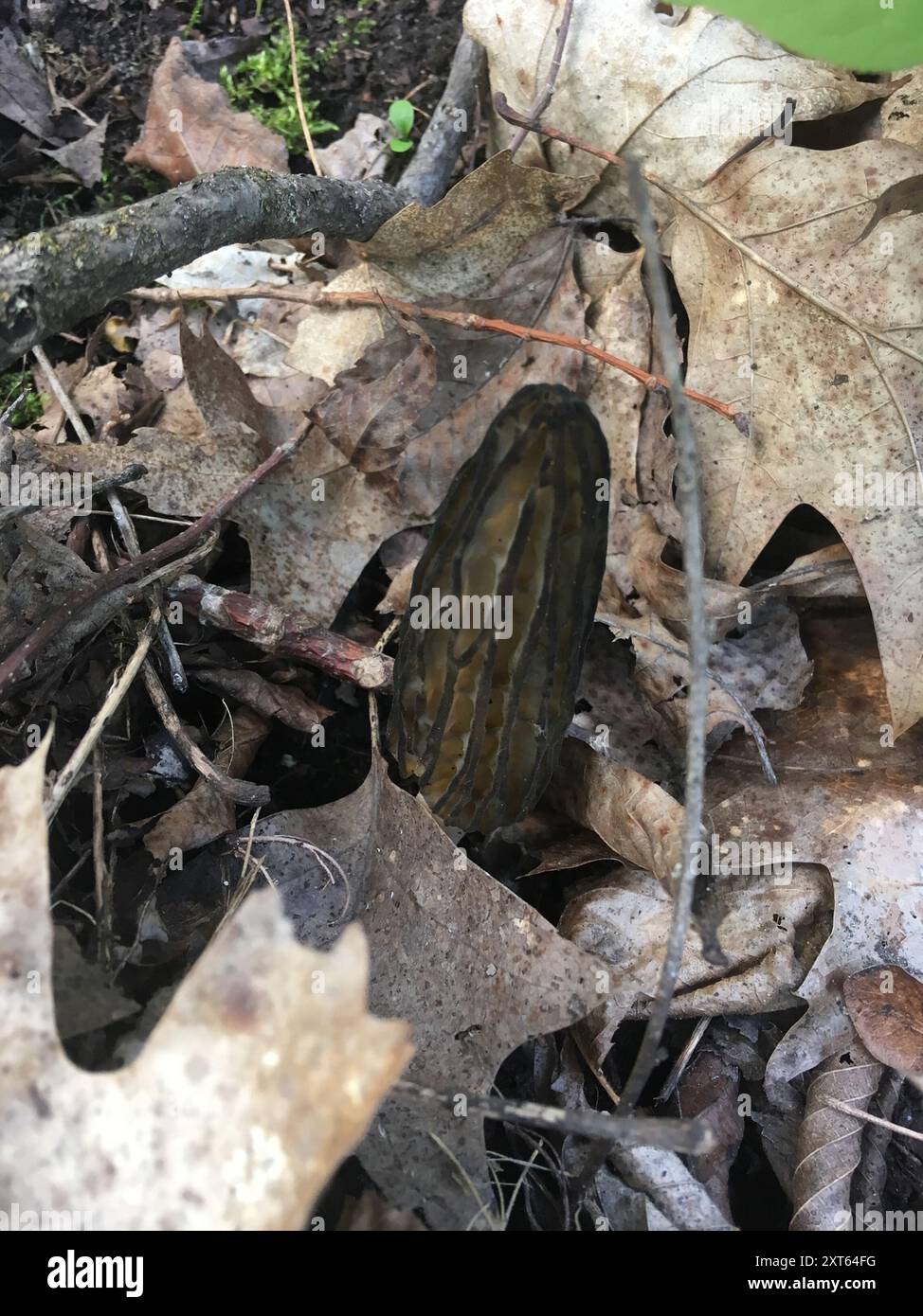black morel (Morchella angusticeps) Fungi Stock Photo - Alamy