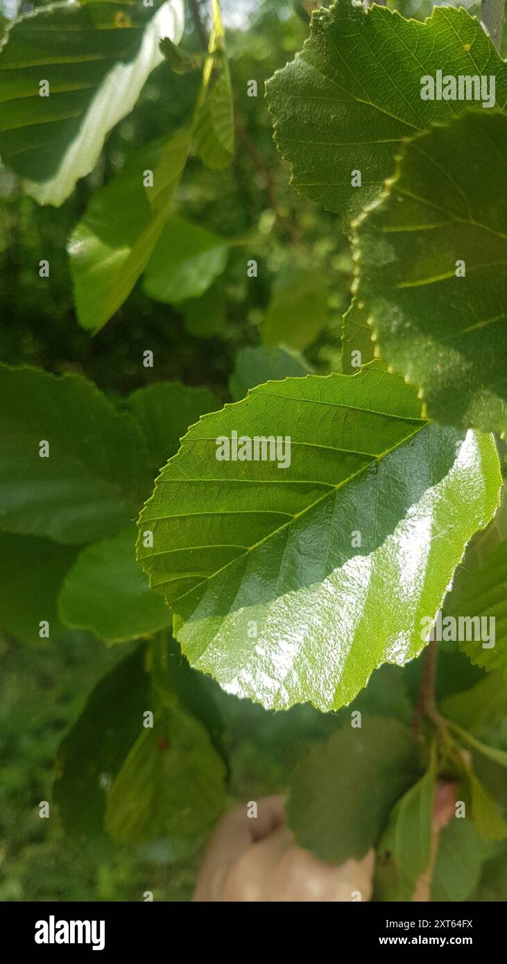 common alder (Alnus glutinosa) Plantae Stock Photo - Alamy