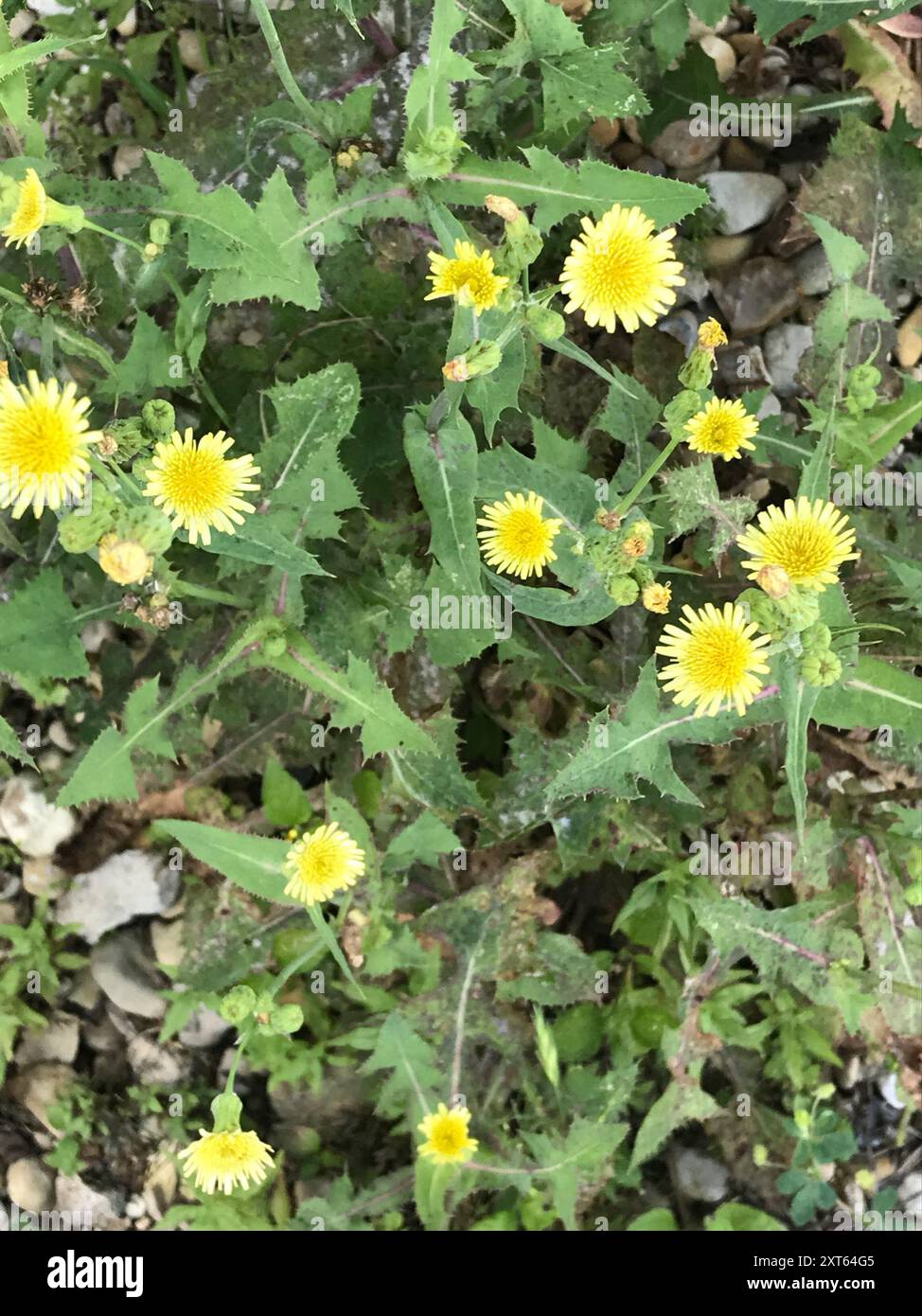Common Sow-thistle (Sonchus oleraceus) Plantae Stock Photo - Alamy