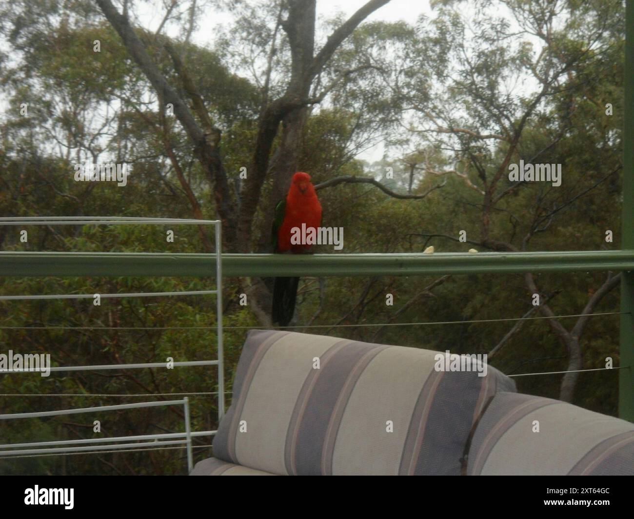 Australian King Parrot (Alisterus scapularis) Aves Stock Photo - Alamy
