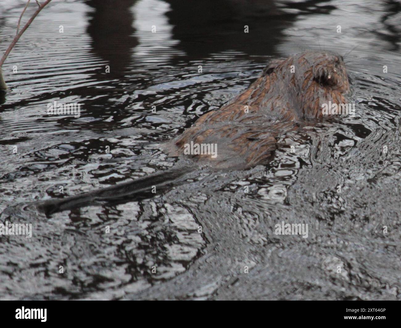 Muskrat (Ondatra zibethicus) Mammalia Stock Photo - Alamy