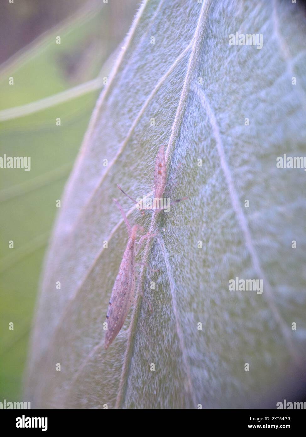 Leaf-footed Bugs (Coreidae) Insecta Stock Photo - Alamy