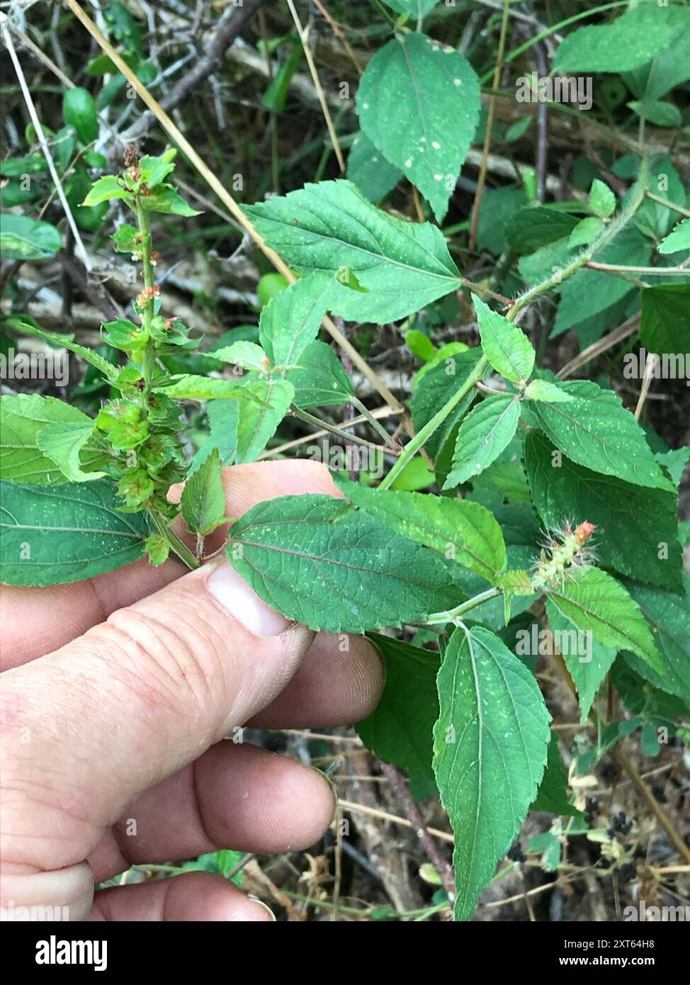 shrubby copperleaf (Acalypha phleoides) Plantae Stock Photo - Alamy