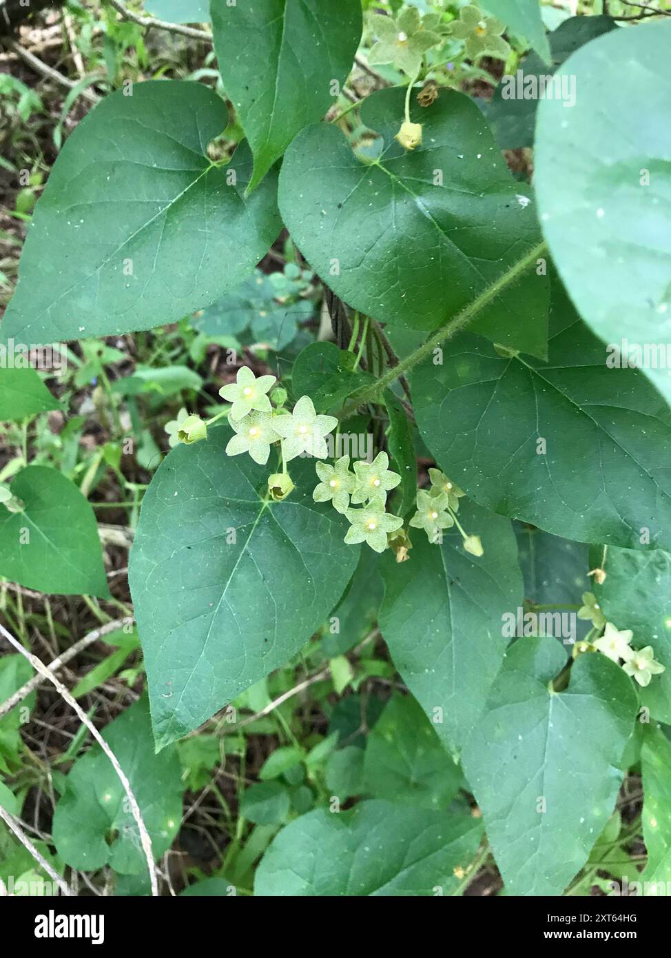 Pearl Milkweed (Matelea reticulata) Plantae Stock Photo - Alamy