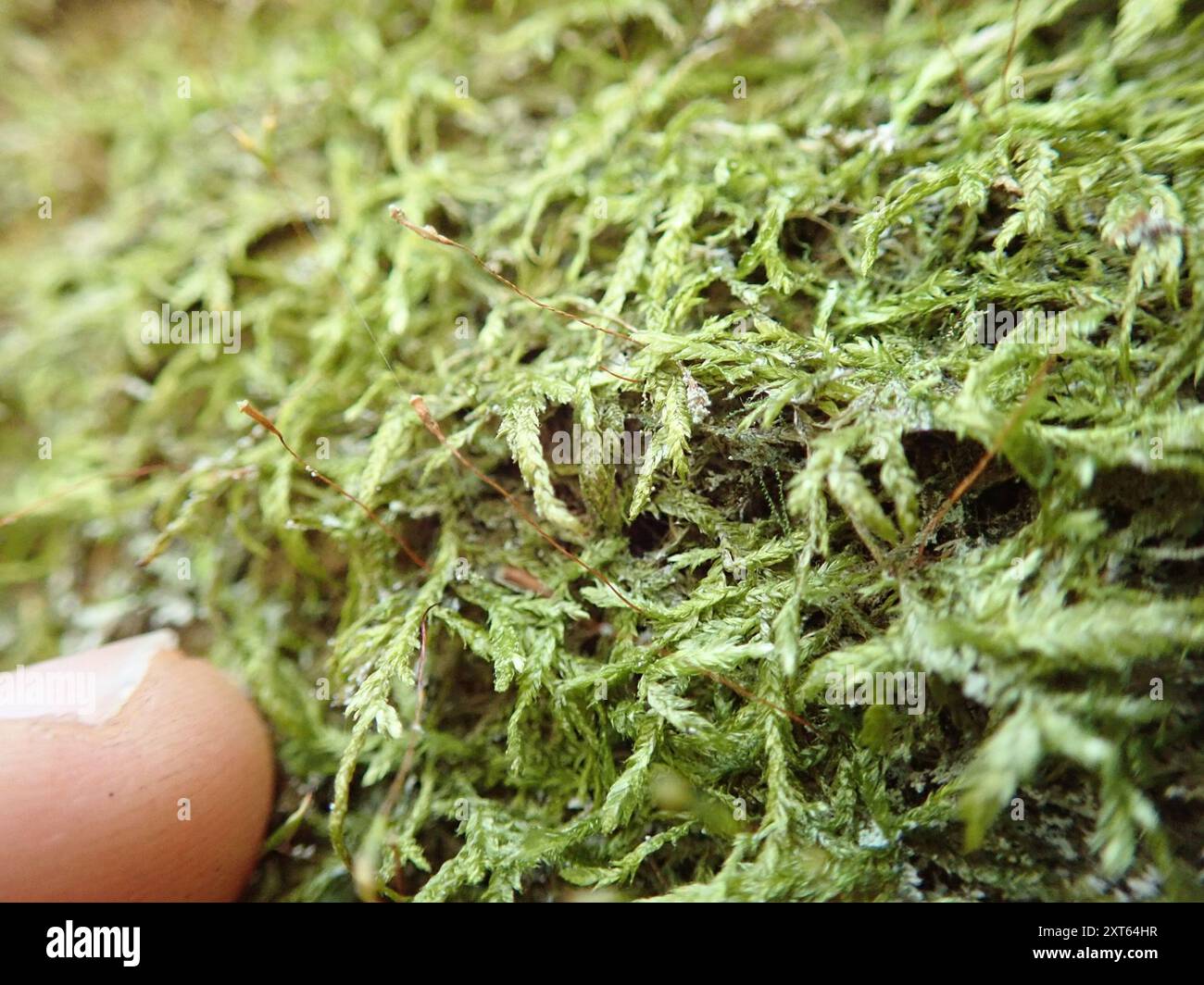 joint-toothed mosses (Bryopsida) Plantae Stock Photo - Alamy
