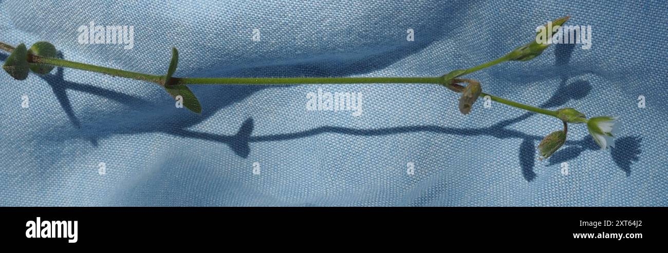 Common mouse-ear chickweed (Cerastium fontanum) Plantae Stock Photo - Alamy