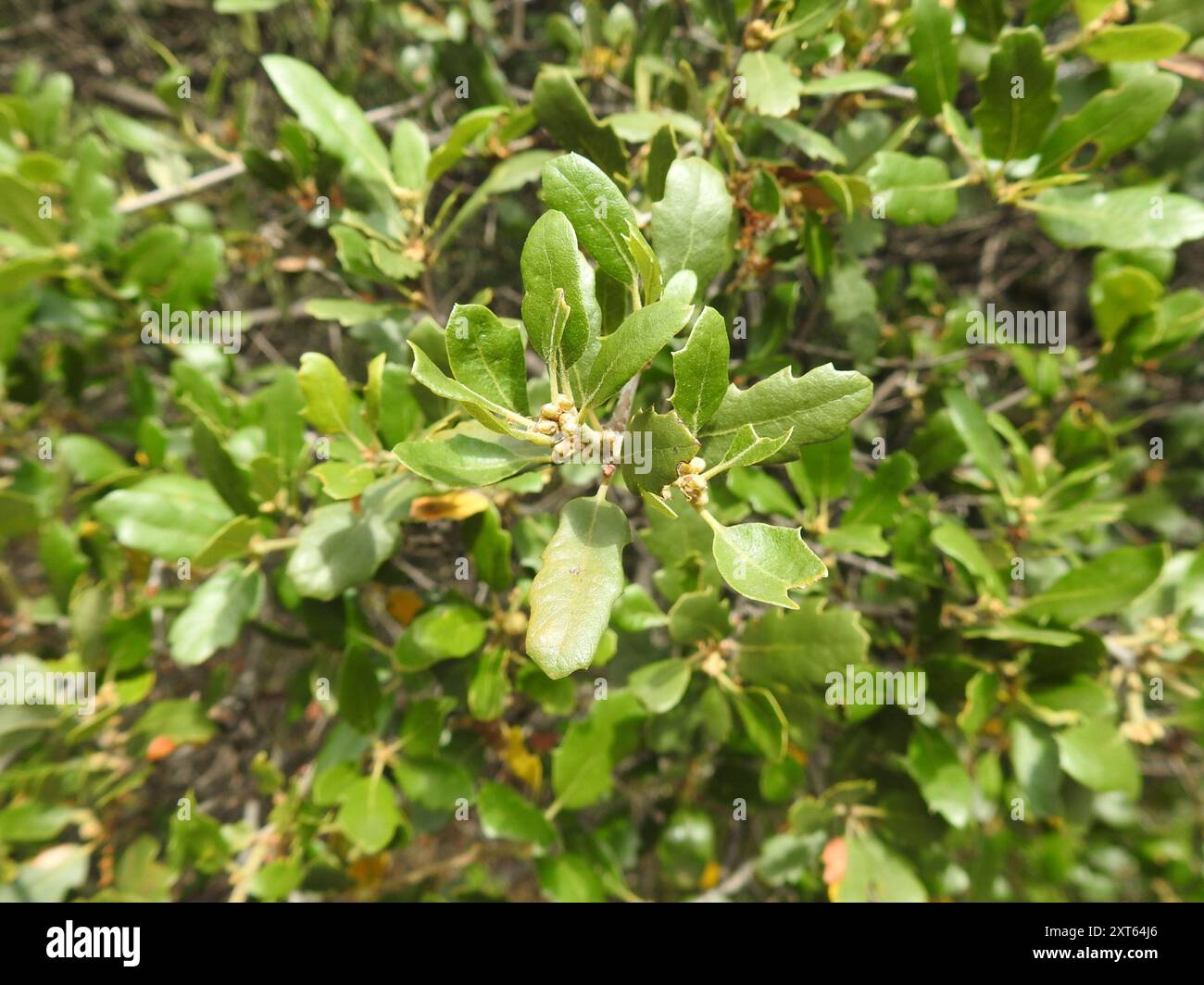 California scrub oak (Quercus berberidifolia) Plantae Stock Photo - Alamy