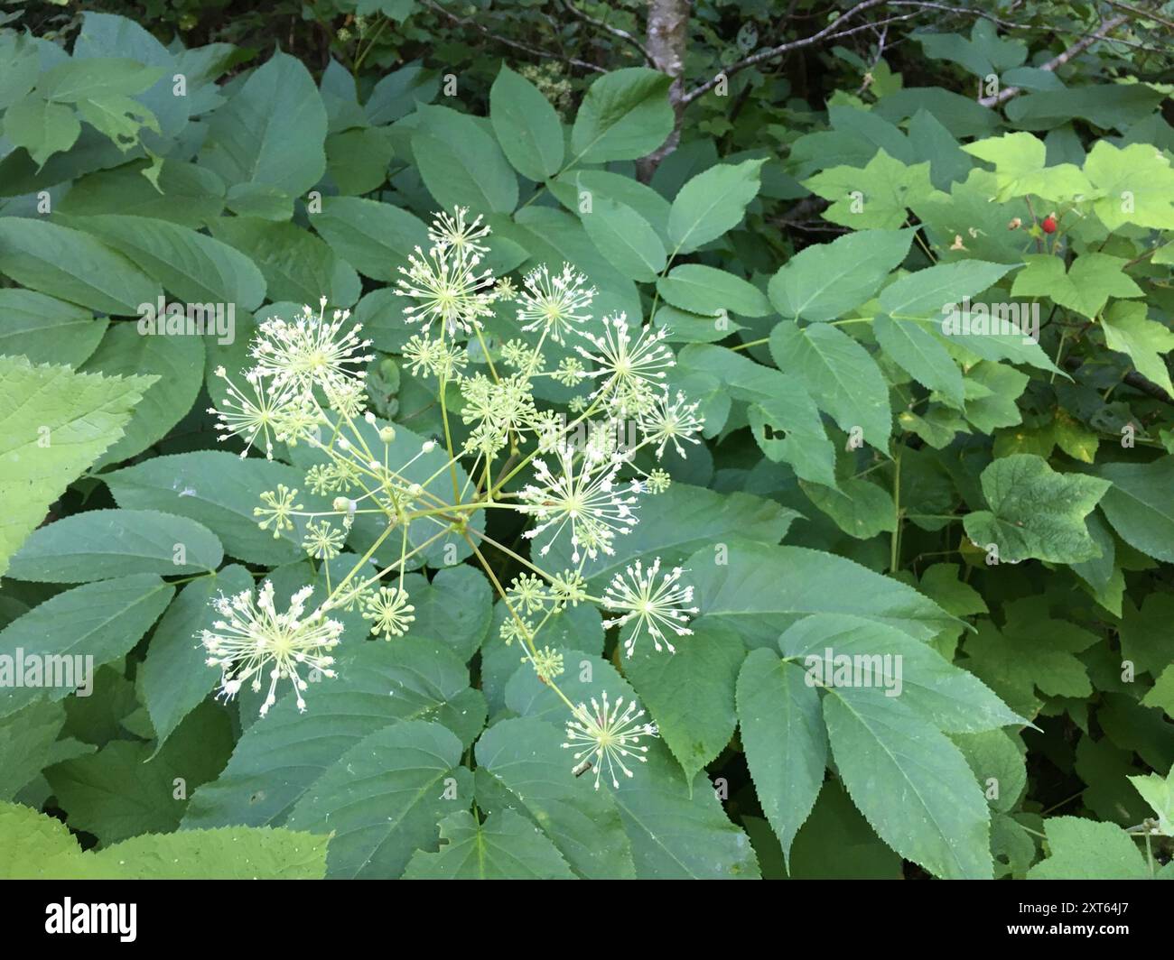 California Spikenard (Aralia californica) Plantae Stock Photo - Alamy