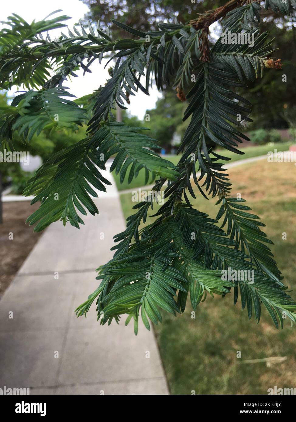coast redwood (Sequoia sempervirens) Plantae Stock Photo - Alamy