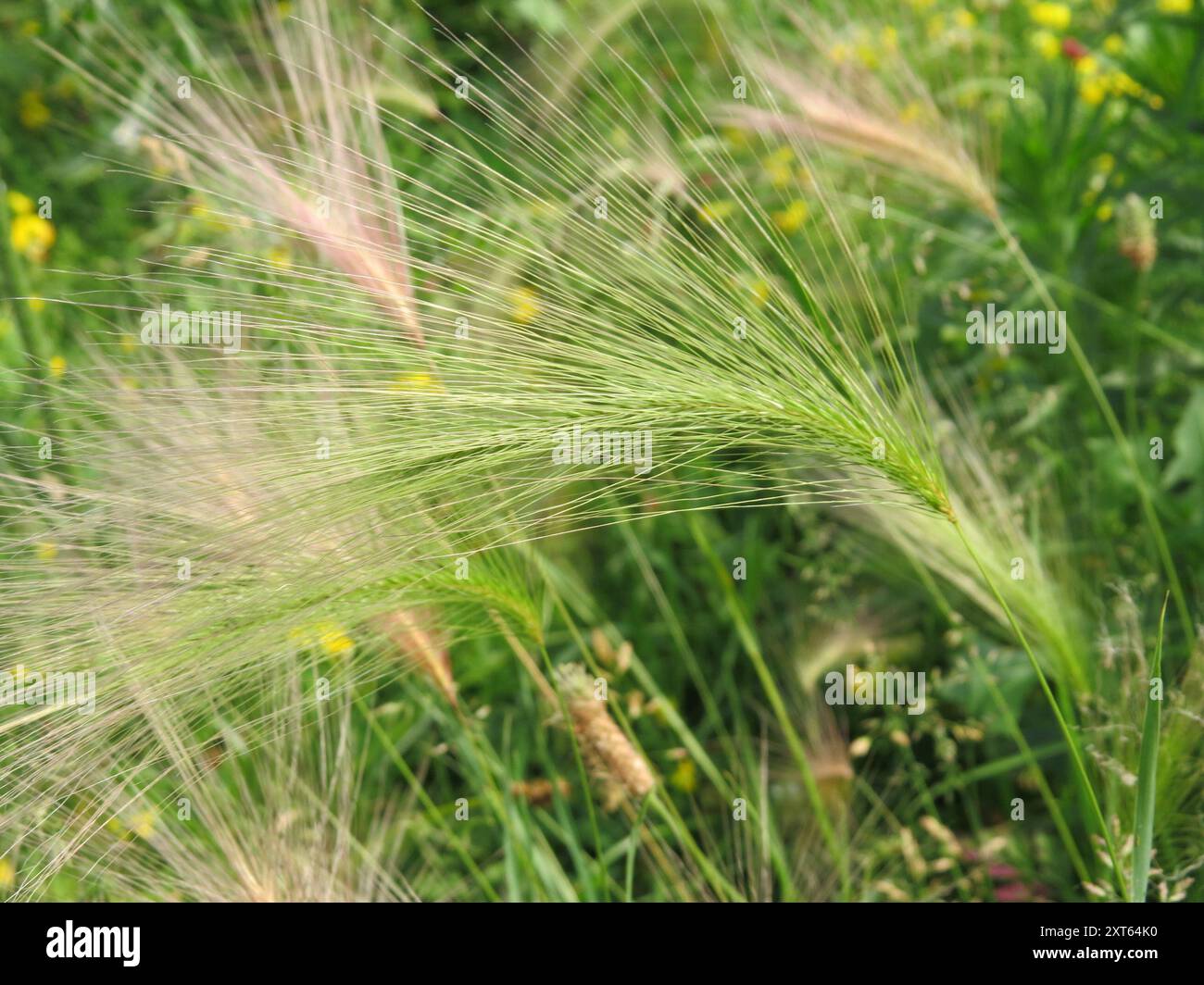 Foxtail Barley (Hordeum jubatum) Plantae Stock Photo - Alamy