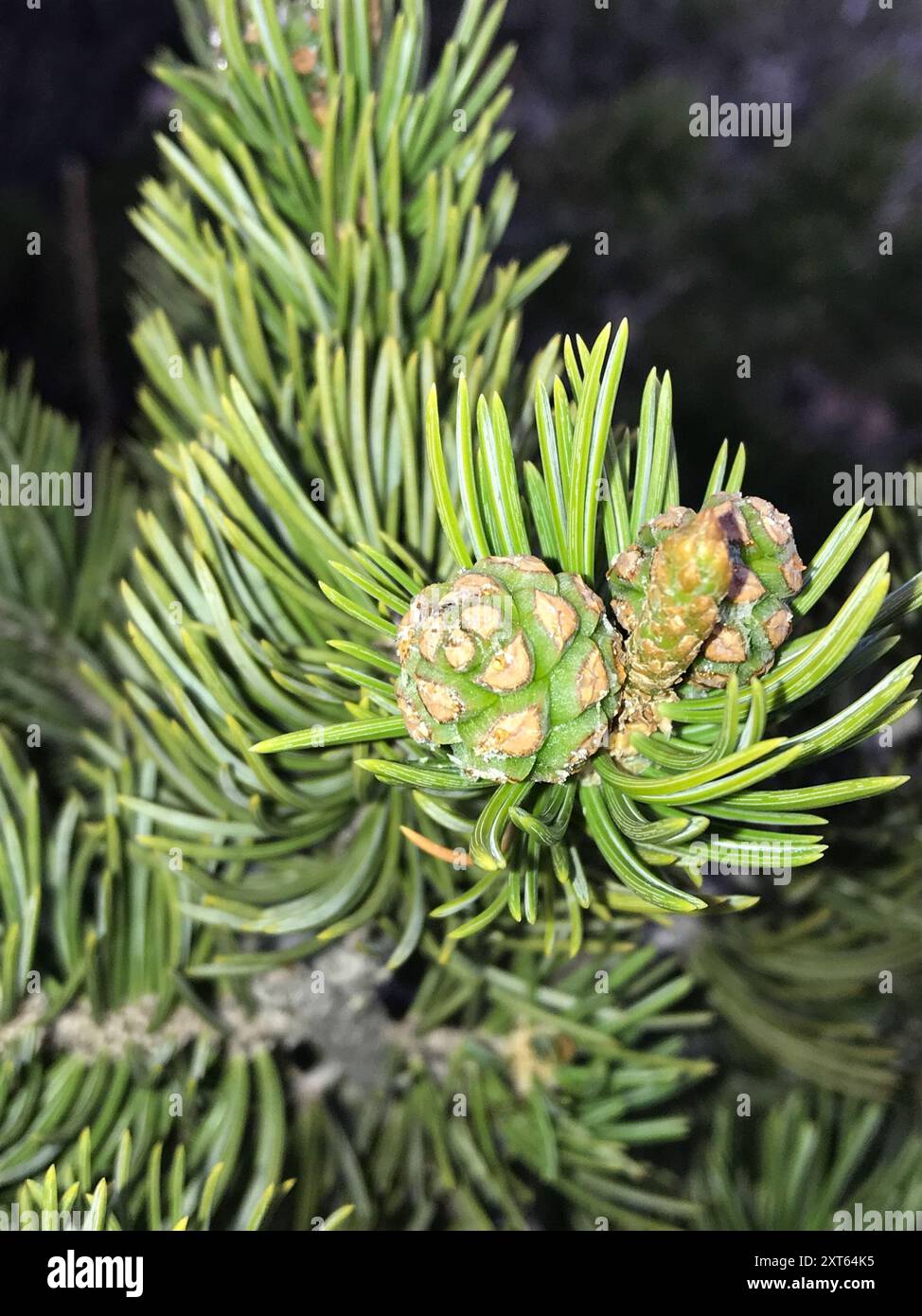 Colorado Pinyon (Pinus edulis) Plantae Stock Photo - Alamy