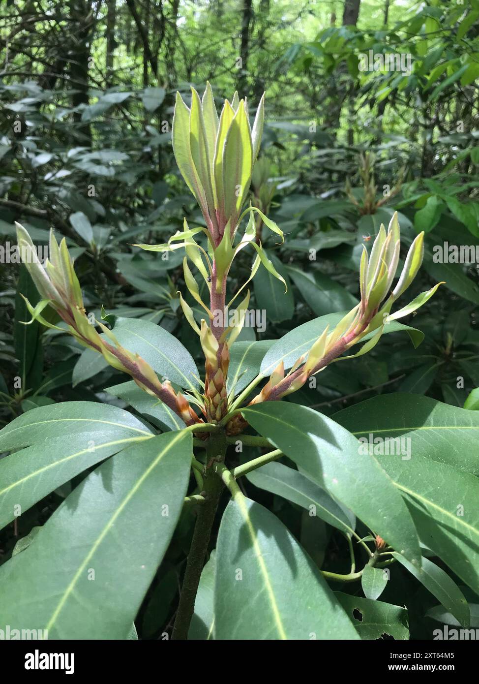 great rhododendron (Rhododendron maximum) Plantae Stock Photo - Alamy