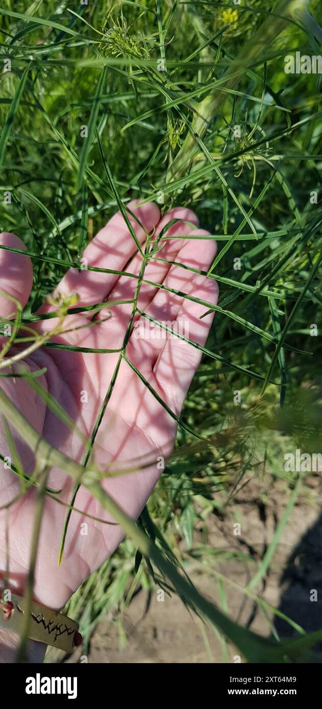 Tall Tumblemustard (Sisymbrium altissimum) Plantae Stock Photo - Alamy