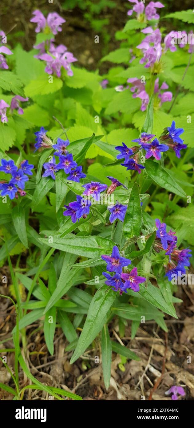 Purple Gromwell (Aegonychon purpurocaeruleum) Plantae Stock Photo - Alamy
