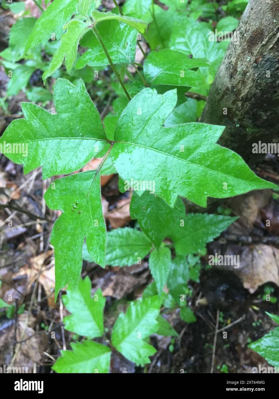 eastern poison ivy (Toxicodendron radicans) Plantae Stock Photo - Alamy