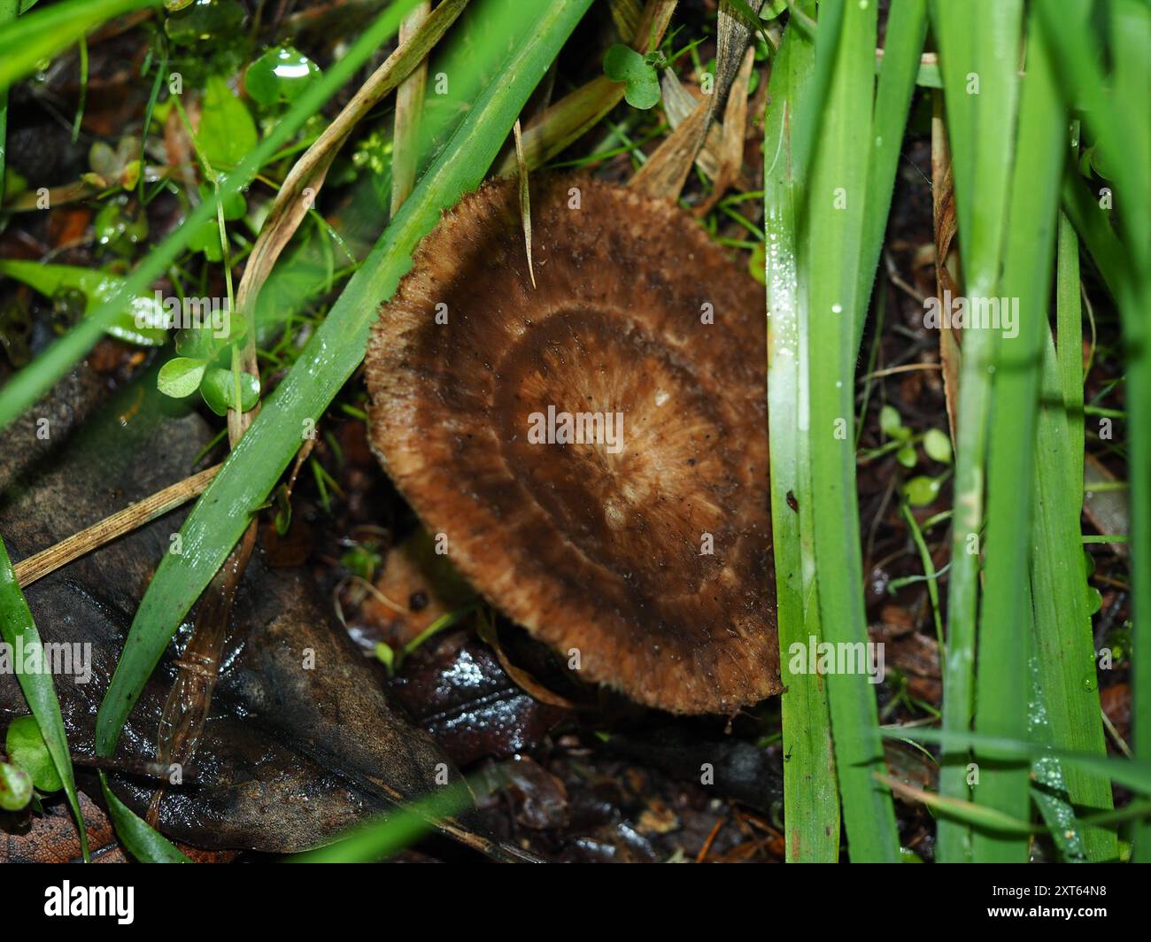 bracket fungi (Polyporaceae) Fungi Stock Photo - Alamy