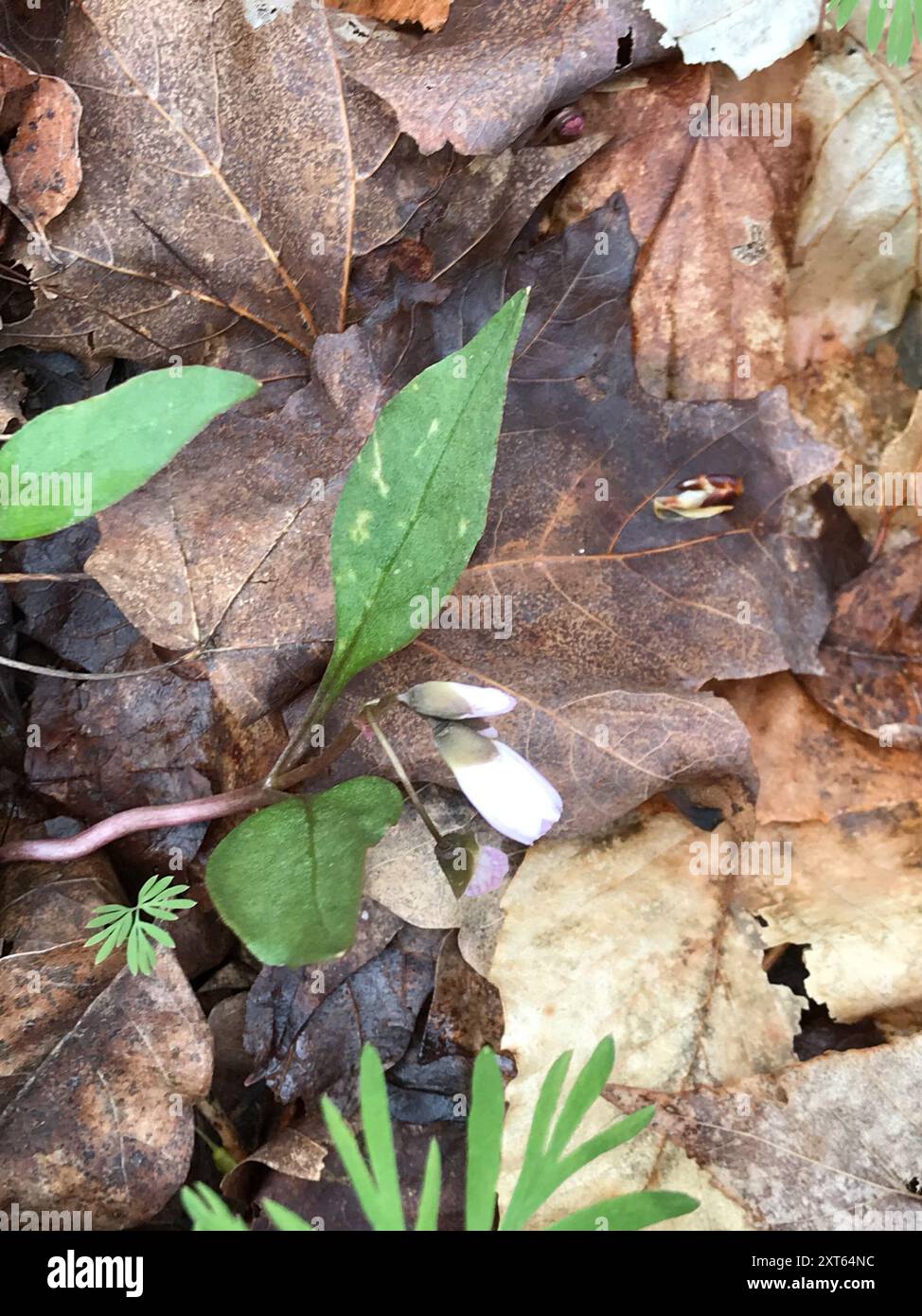 Carolina Springbeauty (Claytonia caroliniana) Plantae Stock Photo - Alamy
