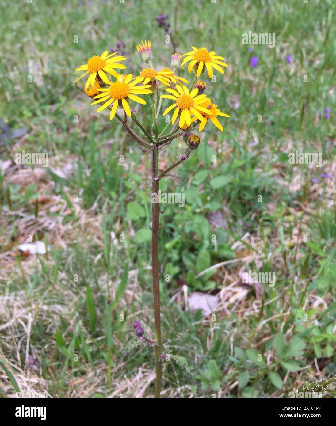 golden ragwort (Packera aurea) Plantae Stock Photo - Alamy