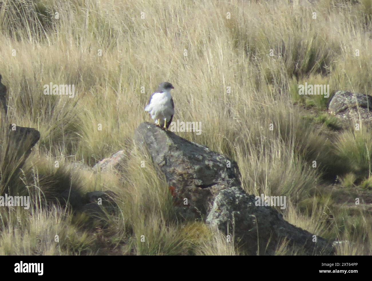 Variable Hawk (Geranoaetus polyosoma) Aves Stock Photo - Alamy