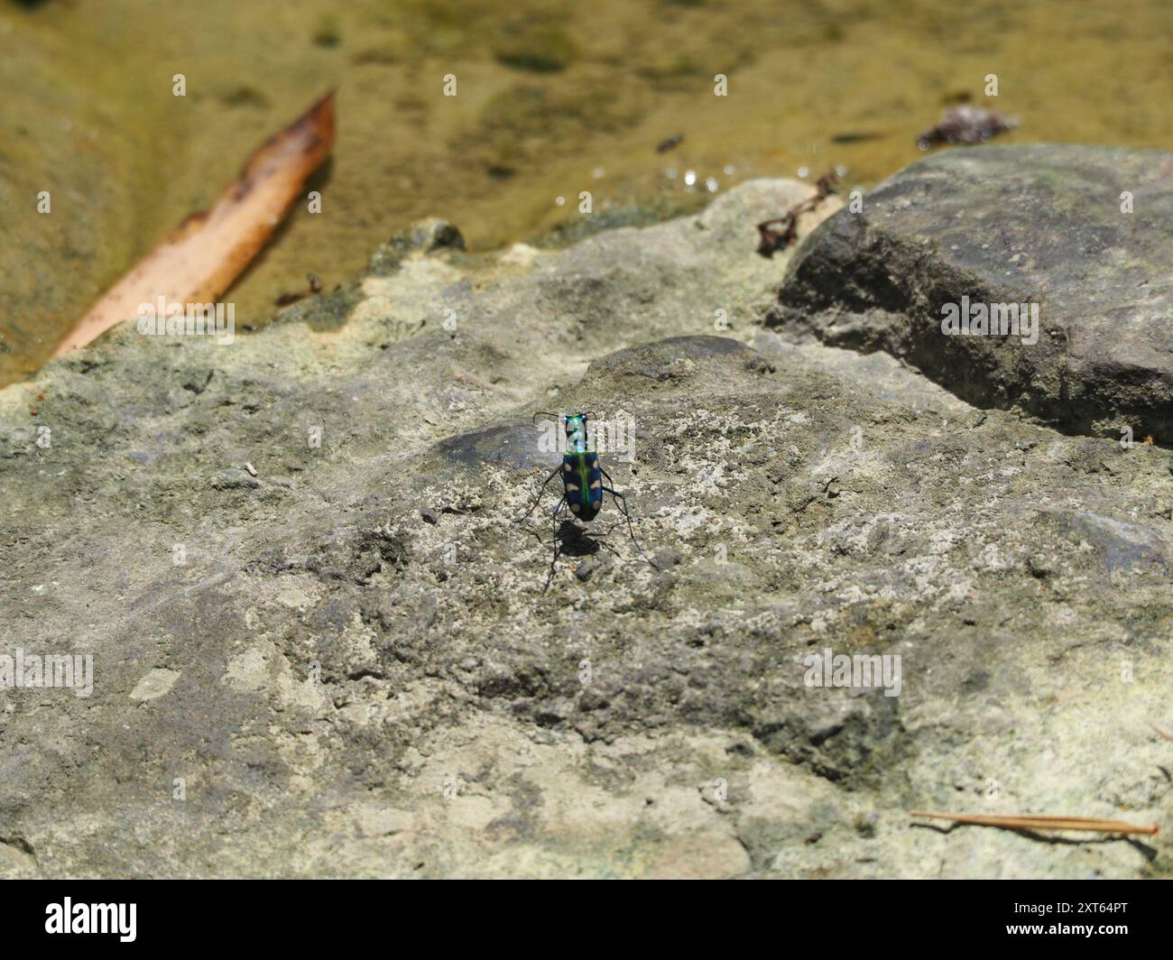 (Cosmodela batesi) Insecta Stock Photo - Alamy