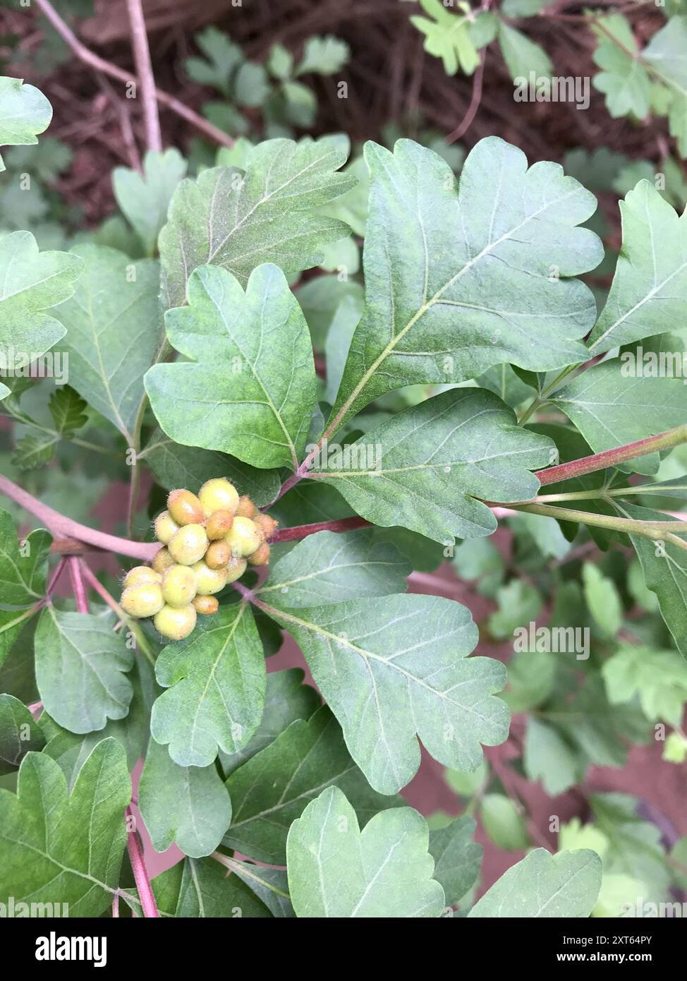 fragrant sumac (Rhus aromatica) Plantae Stock Photo - Alamy