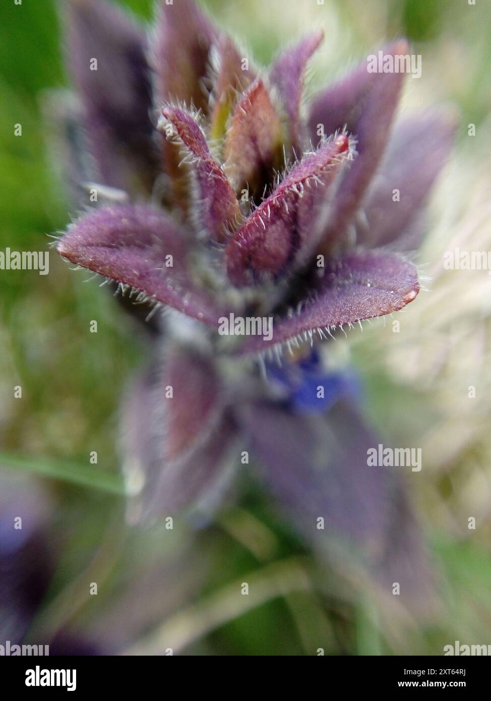 Pyramidal Bugle (Ajuga pyramidalis) Plantae Stock Photo - Alamy